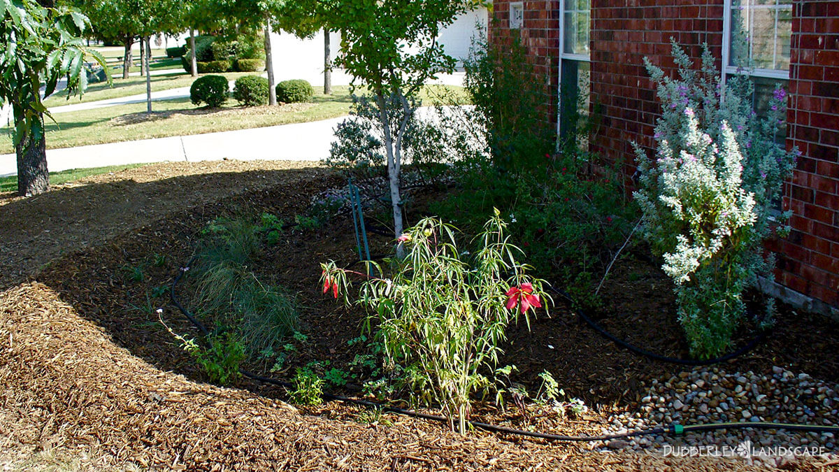 Best Plants For Rain Gardens Texas